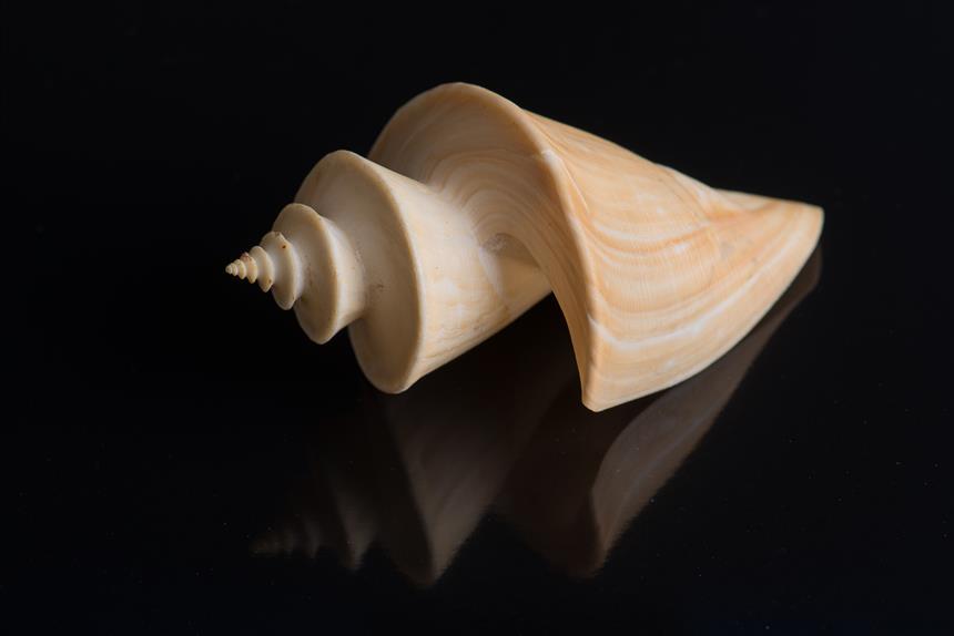 Musée du coquillage et animaux marins - Tourisme Côte des Légendes