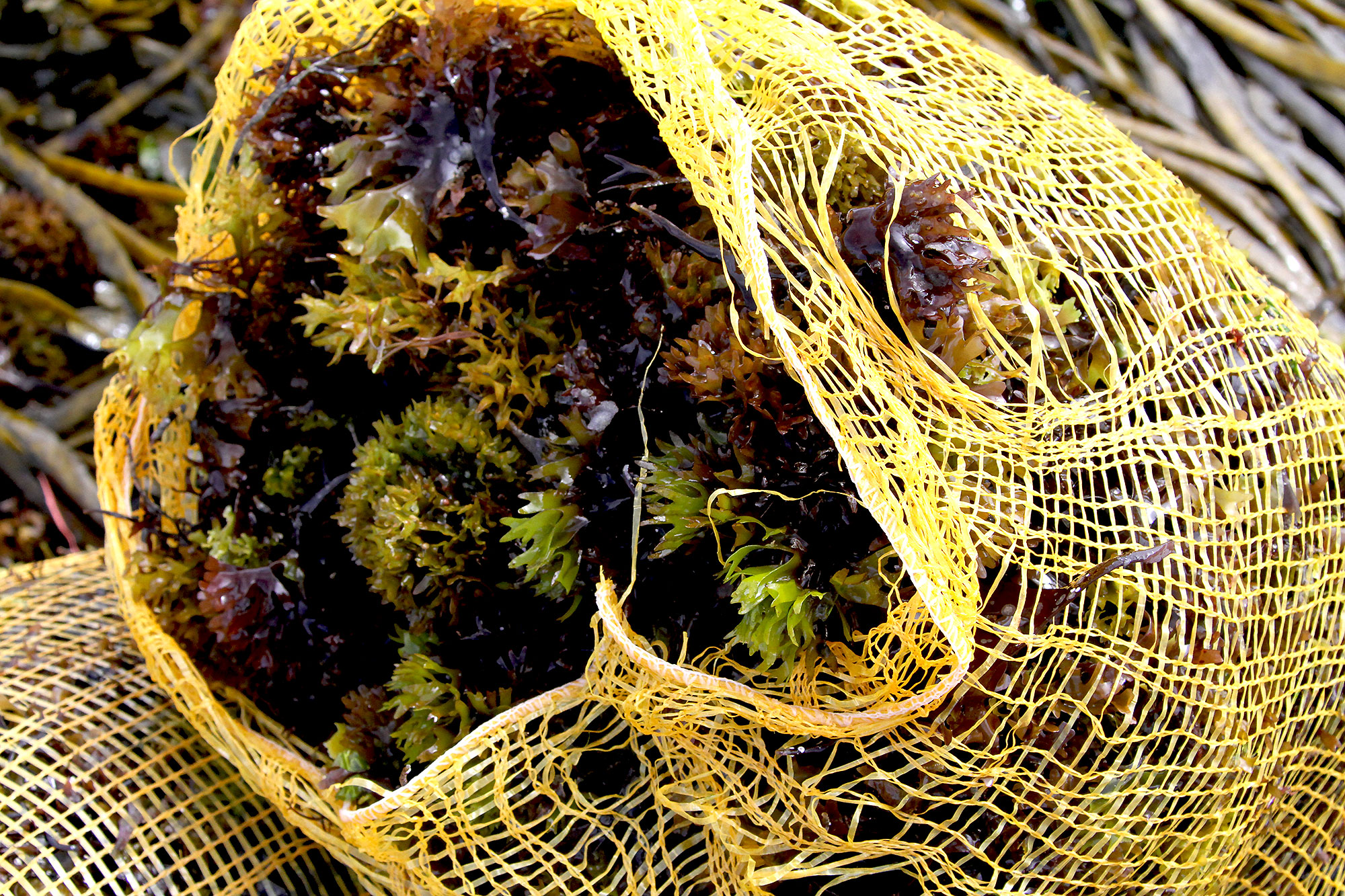 Maison de l'algue - Tout commence en Finistère